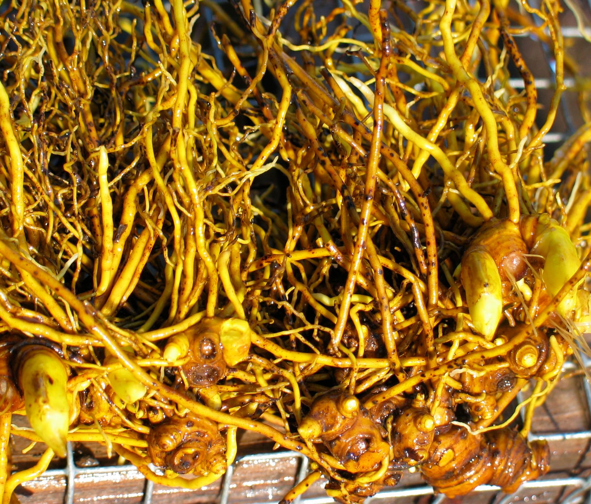 organic goldenseal for overall wellness