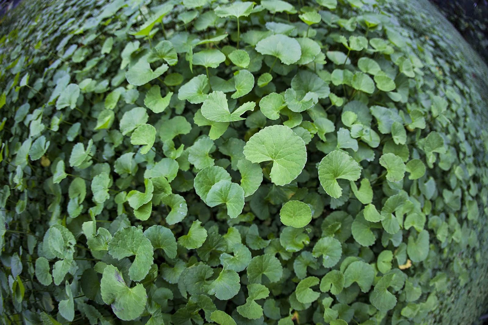organic gotu kola tea for skin health