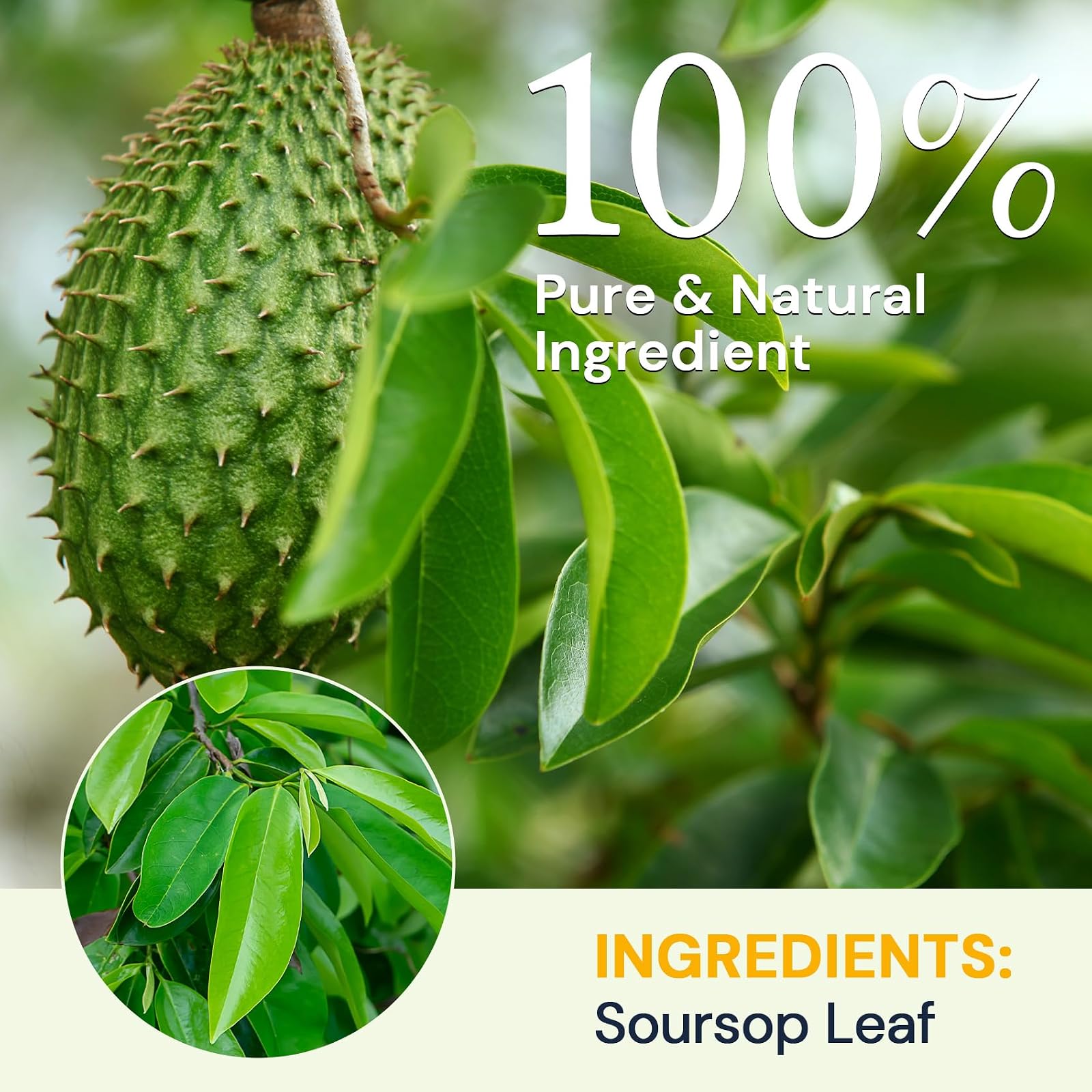 Organic Graviola tea for wellness