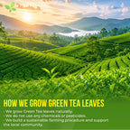 organic green tea for energy