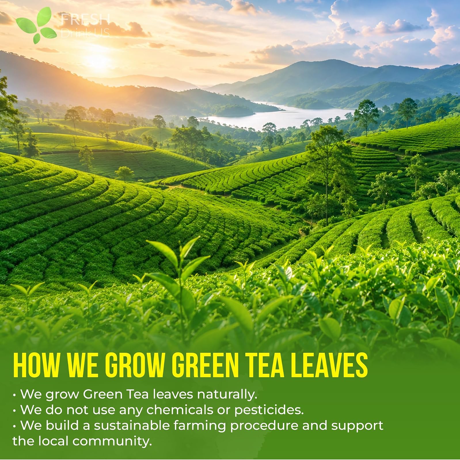 organic green tea for energy