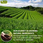 organic green tea for wellness