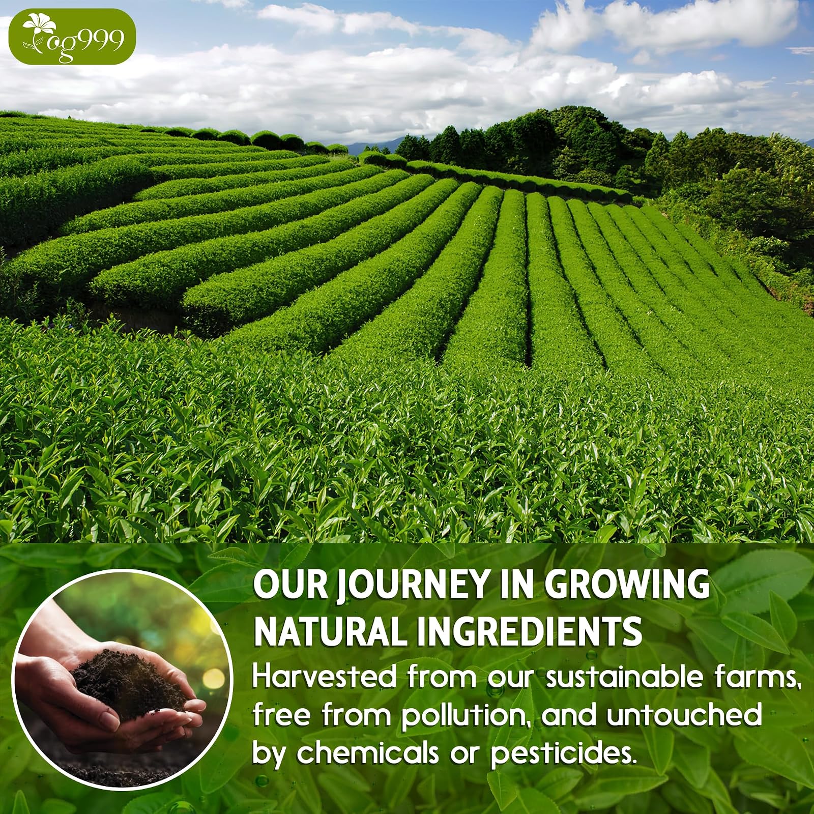organic green tea for wellness