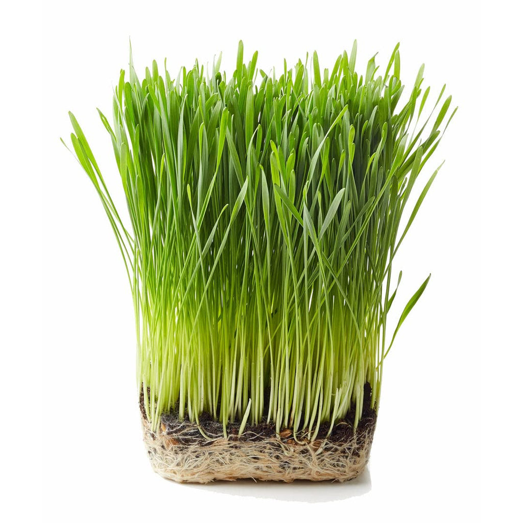 organic greens for healthy lifestyle