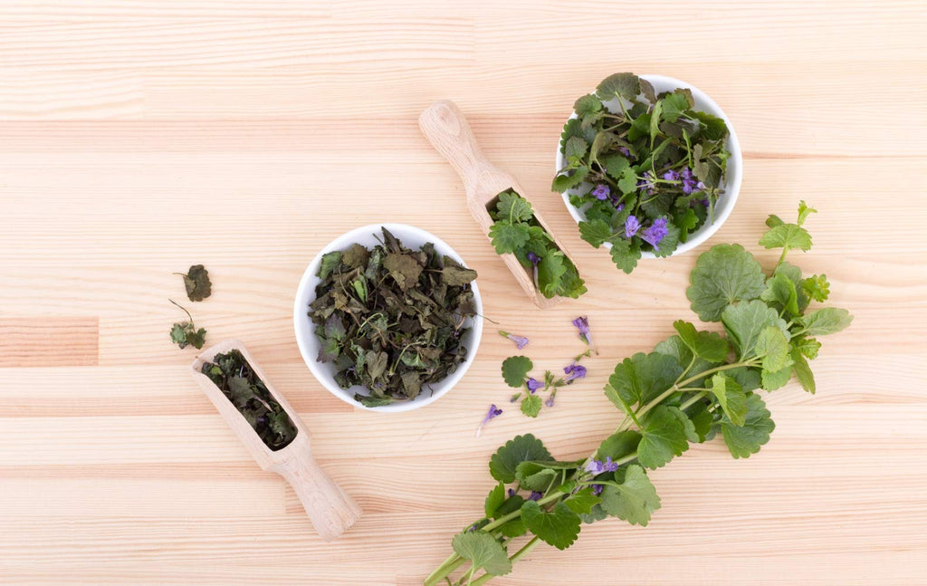 organic Ground Ivy herbal infusion
