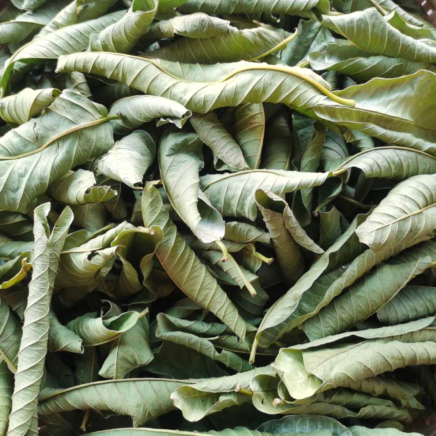 organic guava leaves for detox
