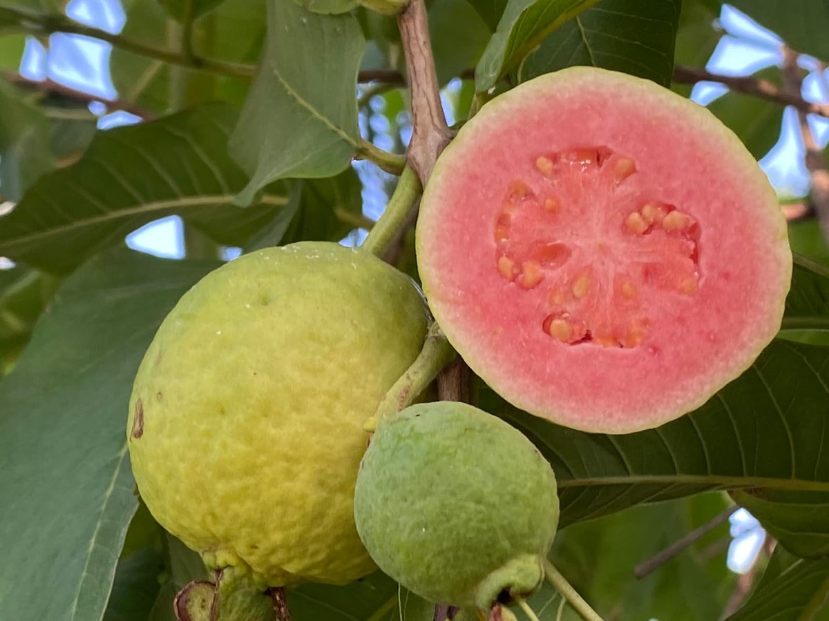 organic guava leaves for soothing tea