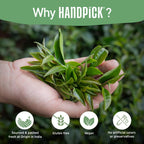 organic herbal tea for detox