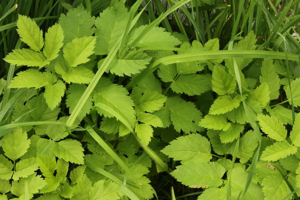 organic herbal tea for digestion