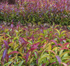 organic herbal tea for relaxation
