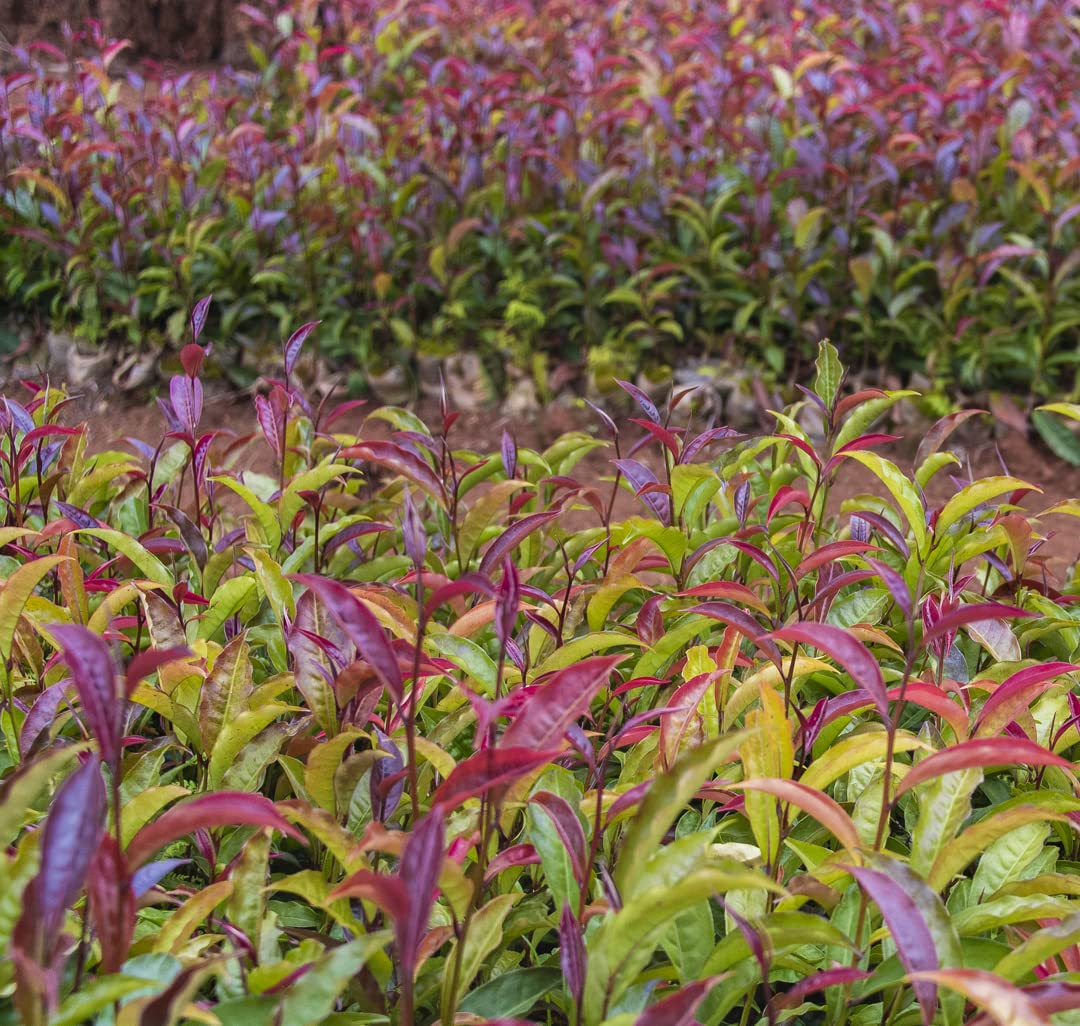organic herbal tea for relaxation