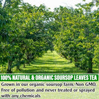 organic herbal tea for wellness