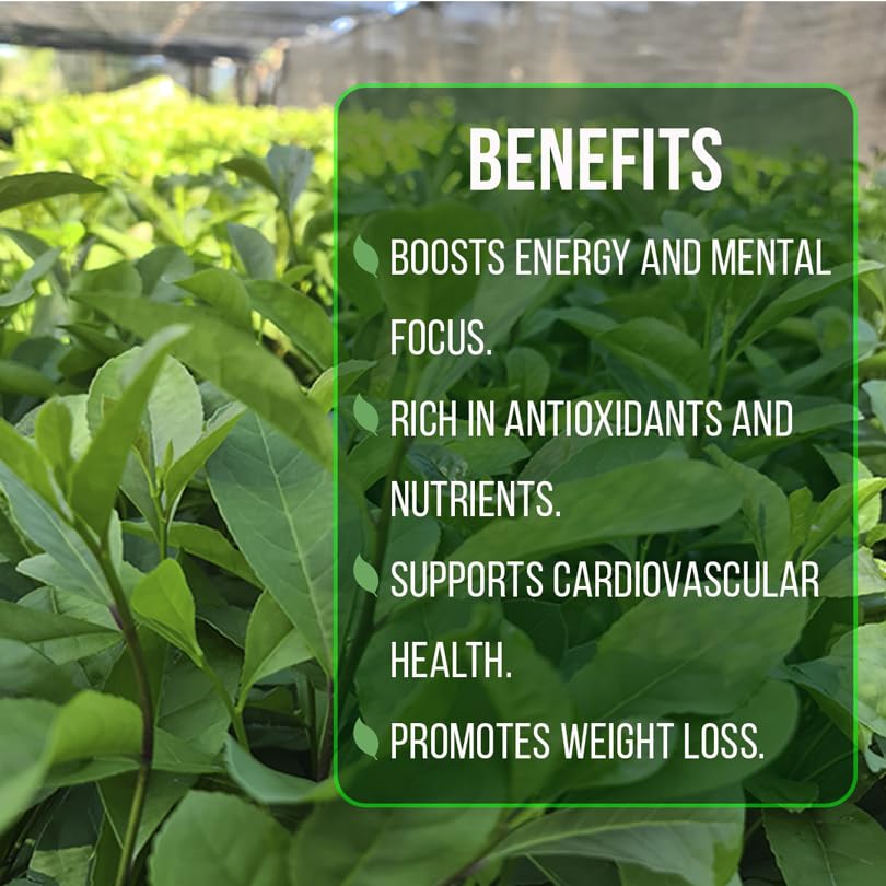 organic herbal tea plant