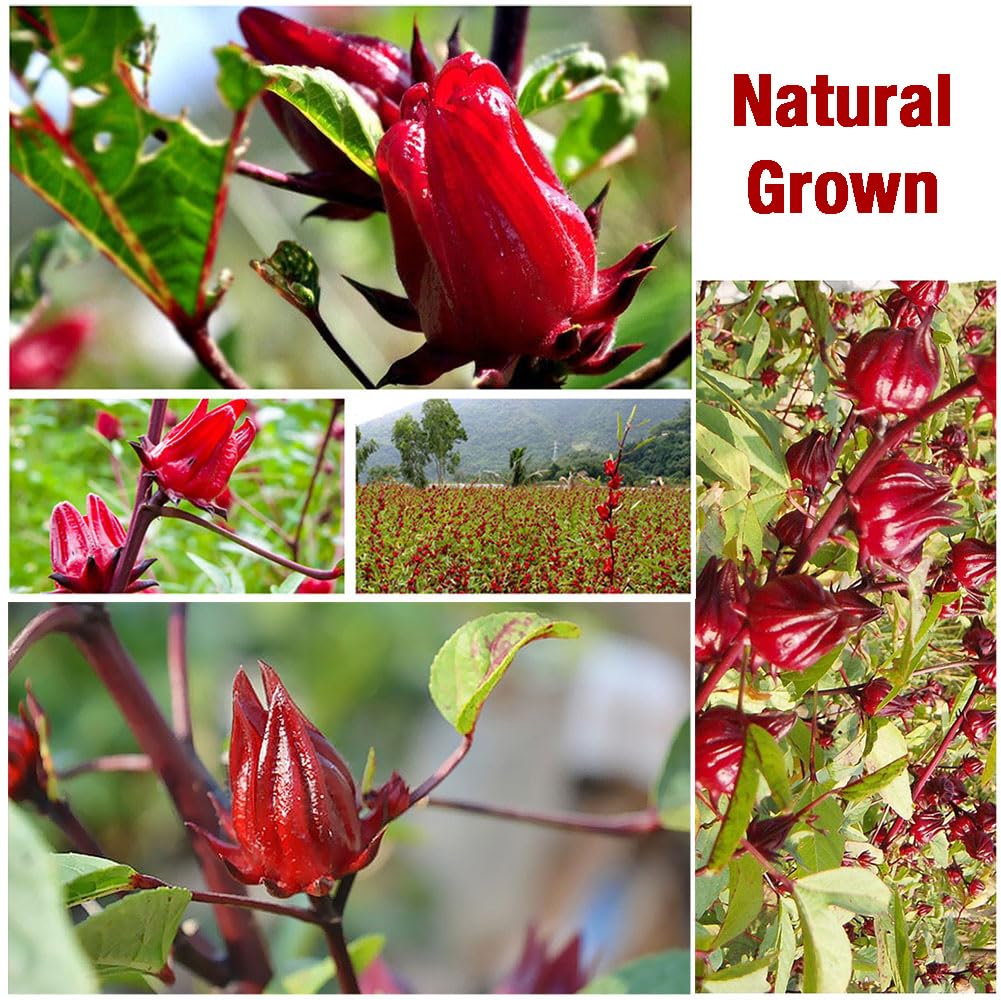 Organic hibiscus tea for health benefits