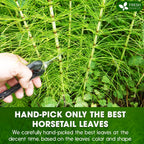 Organic horsetail leaf powder