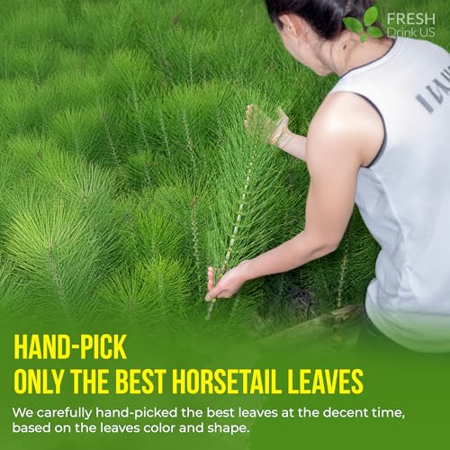 organic horsetail leaf tea benefits