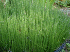 Organic horsetail leaves for infusion