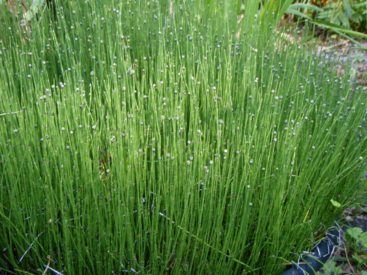Organic horsetail leaves for infusion