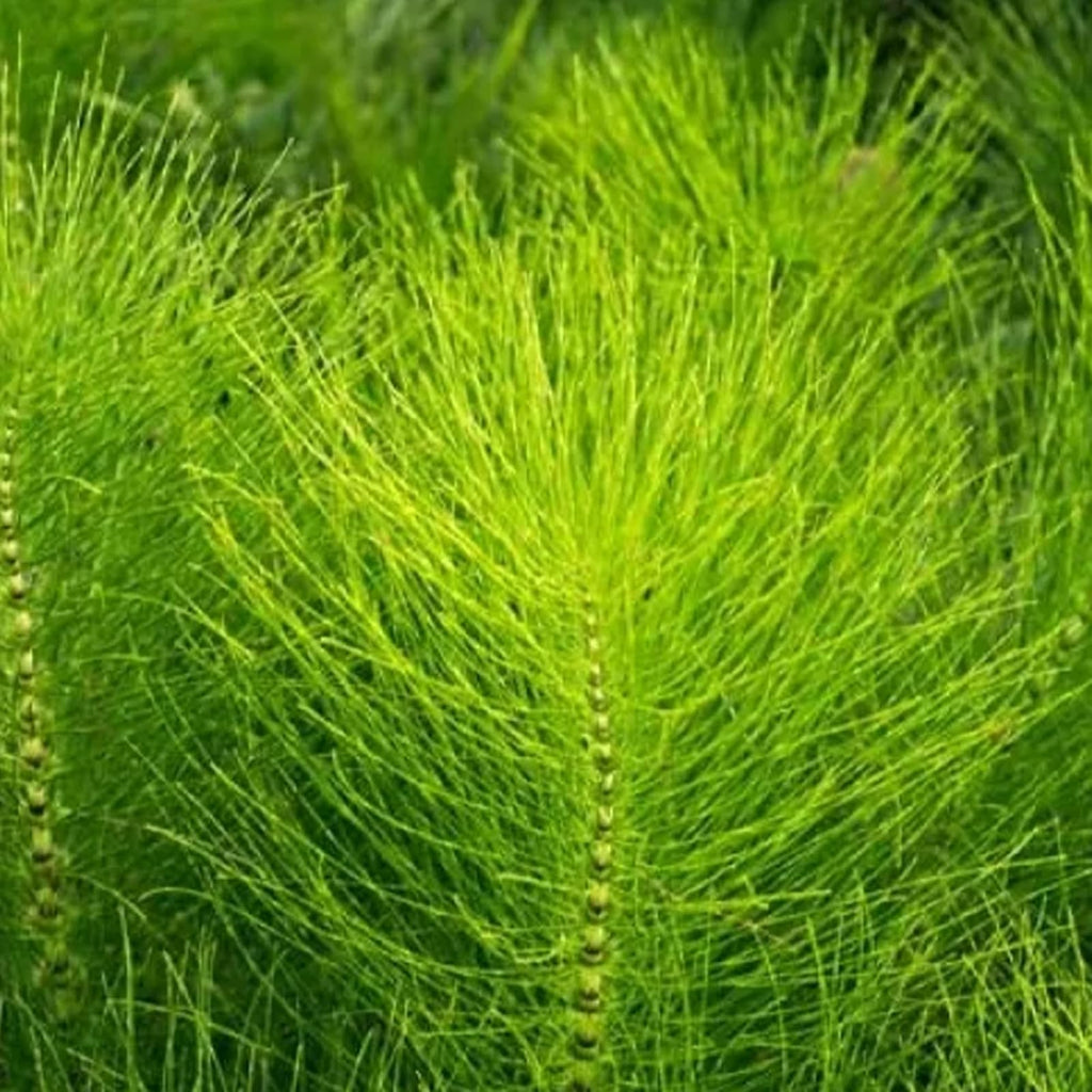 Organic horsetail tea for detox