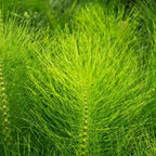 Organic horsetail tea for detox