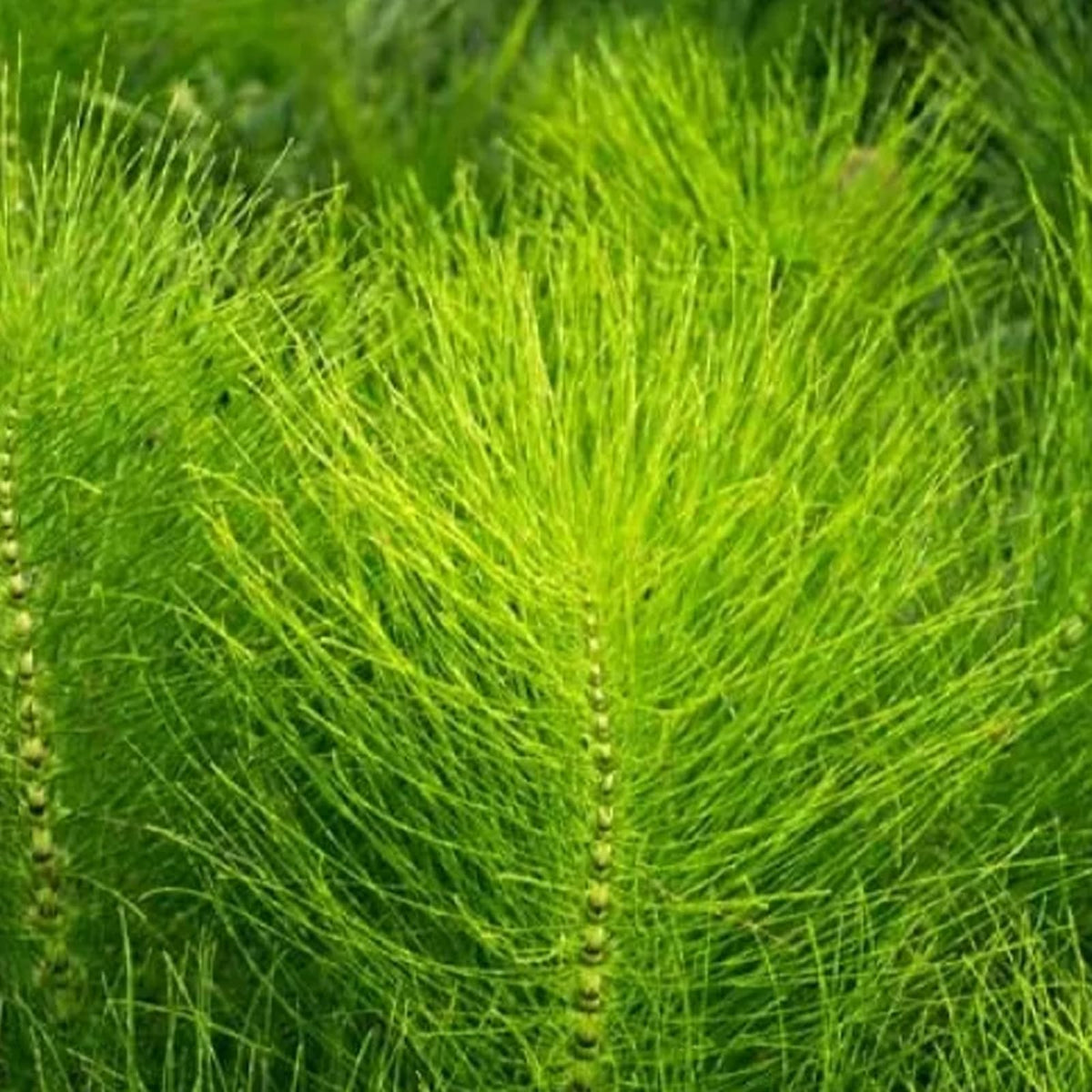Organic horsetail tea for detox