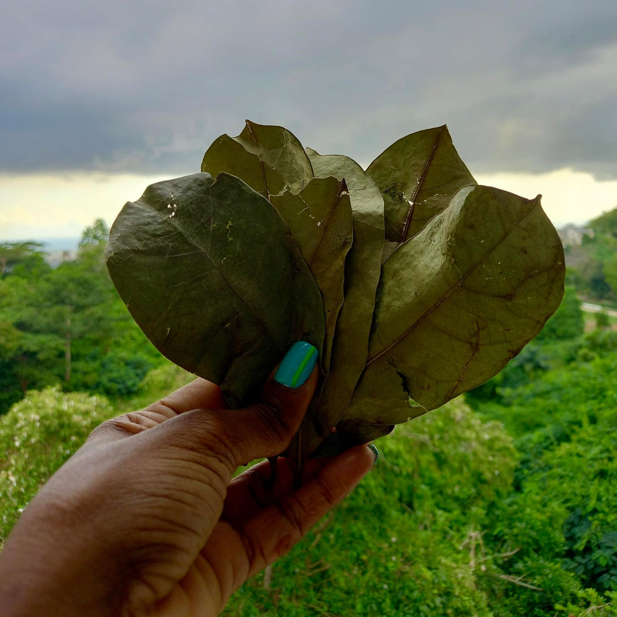organic Jamaican soursop leaves tea