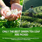 organic jasmine green tea for health benefits