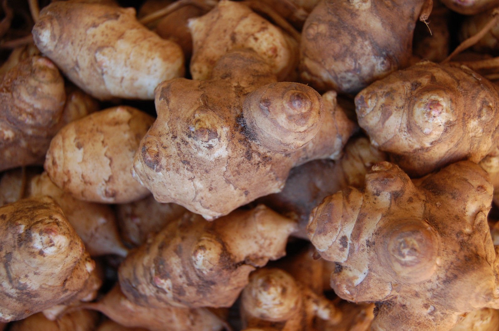 Organic Jerusalem artichoke tubers 1 lb