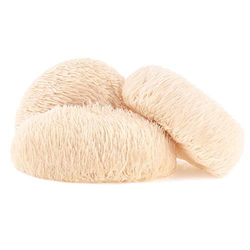 Organic Lion's Mane mushroom growing kit
