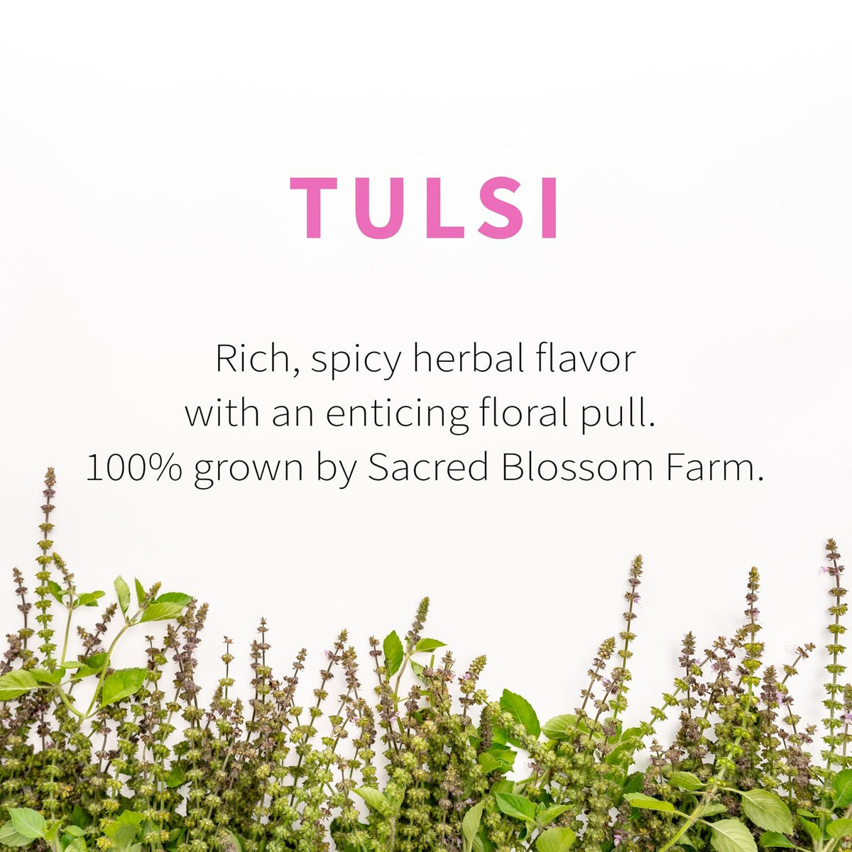 Organic loose leaf Tulsi tea
