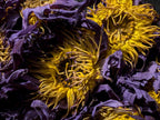 Organic lotus flower tea blend
