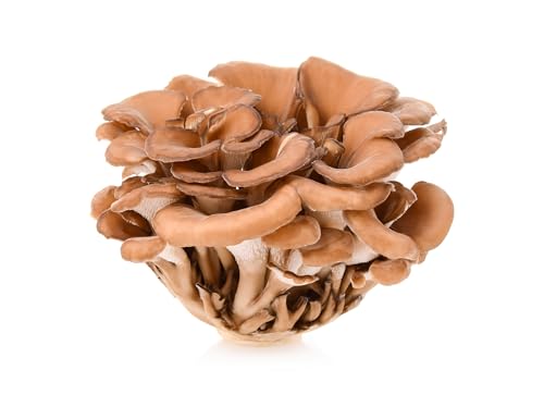 organic maitake for cooking enthusiasts