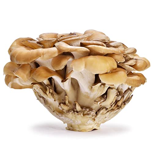 Organic maitake mushrooms for health