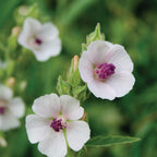 organic marshmallow root for digestion