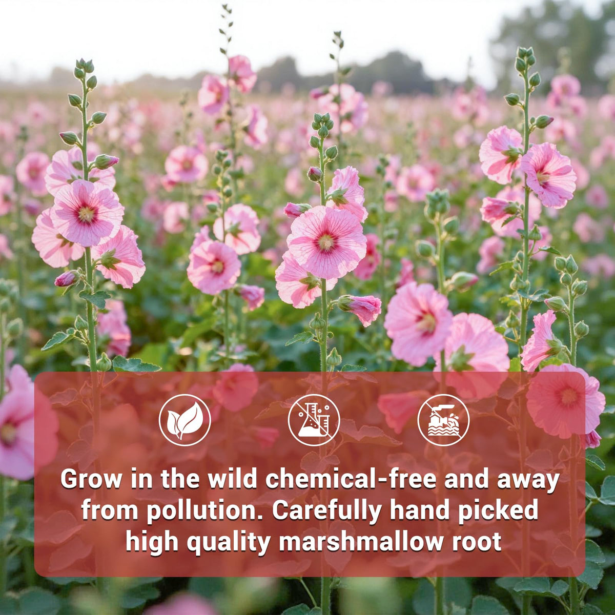 organic marshmallow root herbal tea
