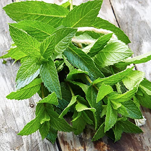 organic milk thistle for liver detox