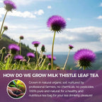 Organic Milk Thistle seeds for detox