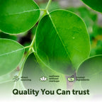 Organic Moringa extract for vitality