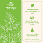 organic moringa for immune support