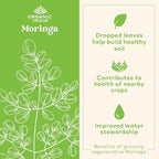 organic moringa powder for wellness
