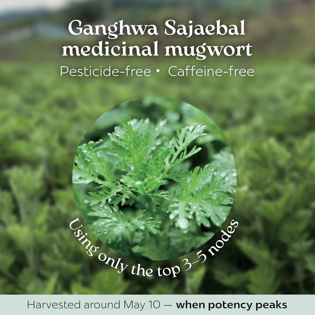 Organic mugwort tea for wellness