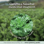 Organic mugwort tea for wellness
