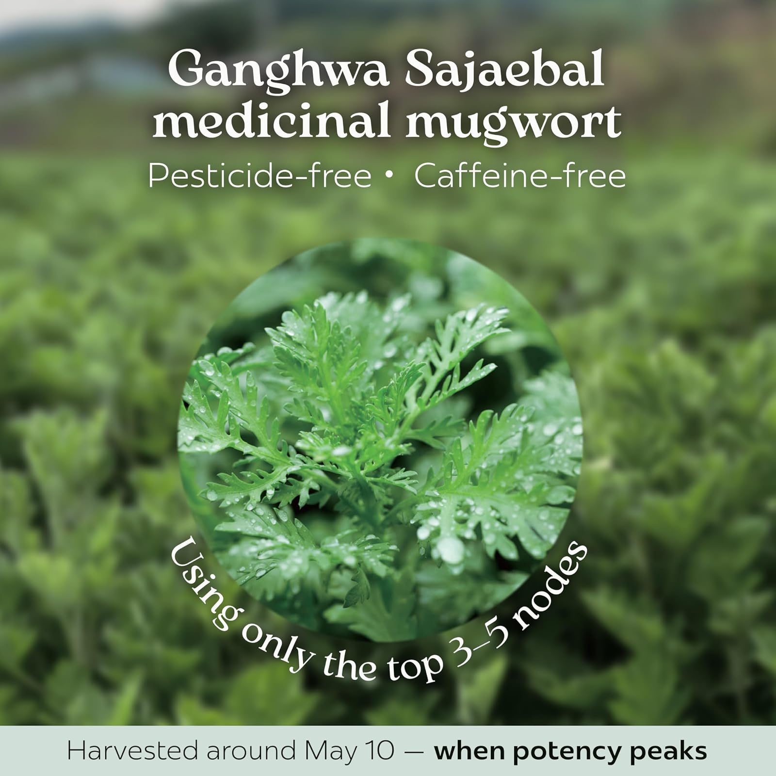 Organic mugwort tea for wellness