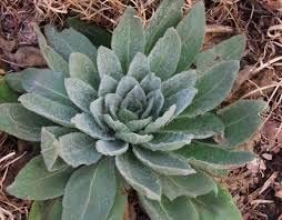 Organic mullein leaf for soothing tea