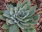 Organic mullein leaf for soothing tea