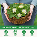 organic mullein leaf loose tea