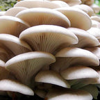 Organic mushroom culture for gardening