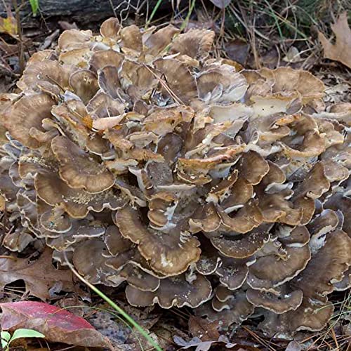 organic mushroom culture syringe
