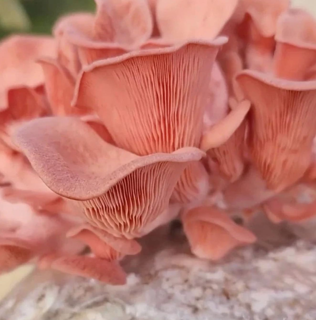 organic mushroom liquid culture for growing