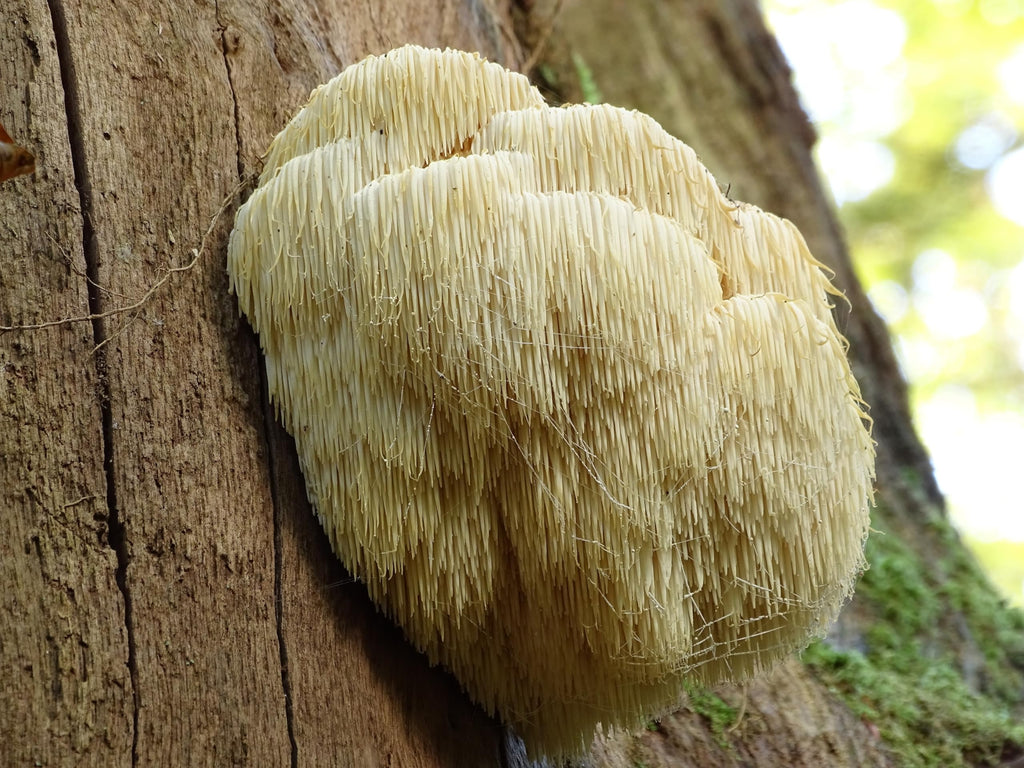 Organic mushroom powder for health-conscious consumers